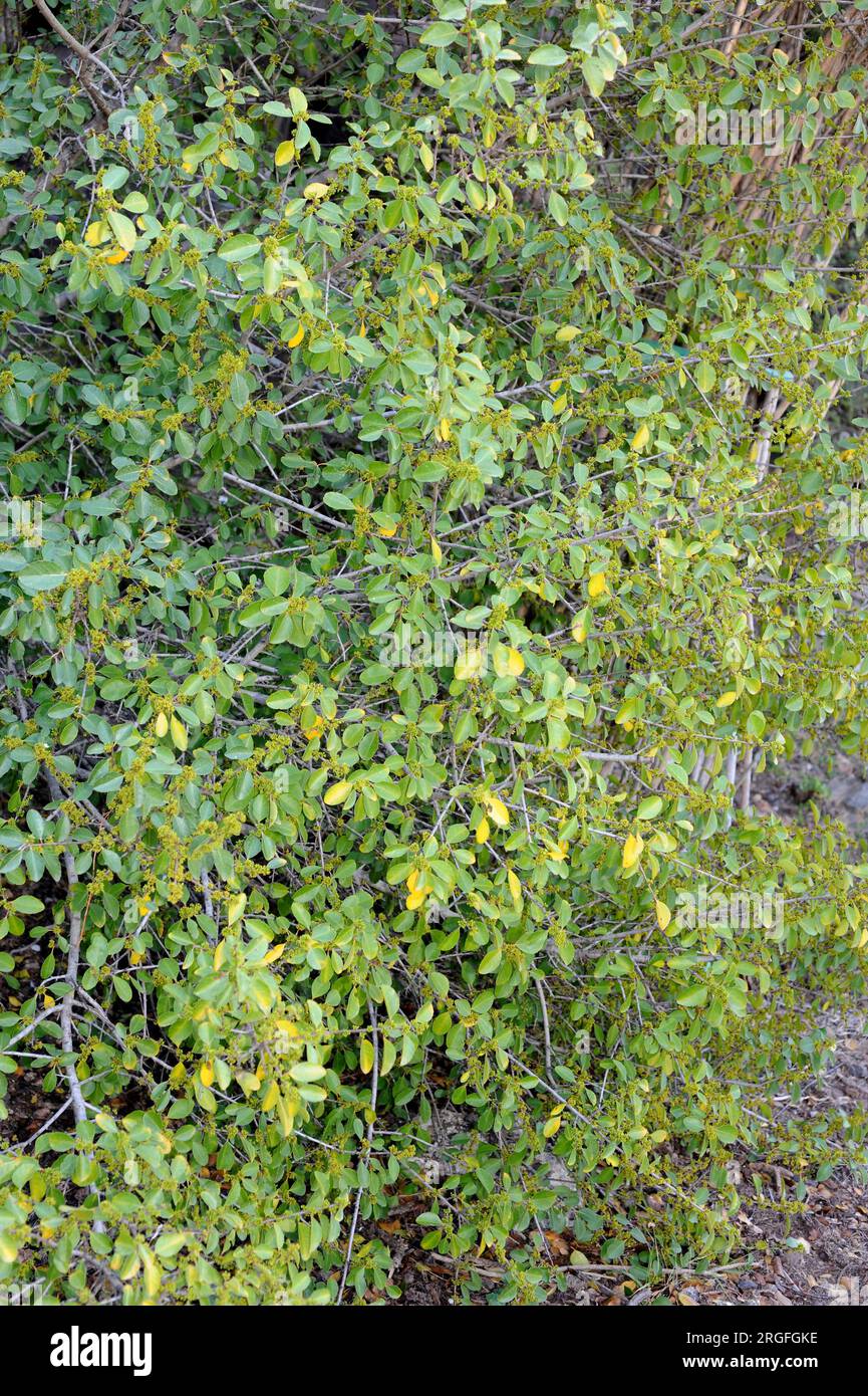 Rhamnus crenulata hi-res stock photography and images - Alamy