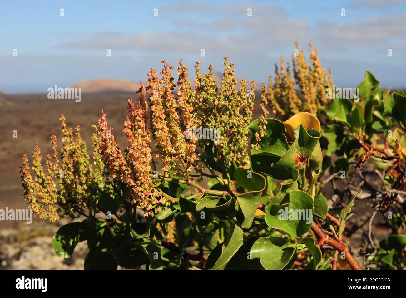 Vinagrera or calcosa (Rumex lunaria) is a shrub endemic of Canary ...