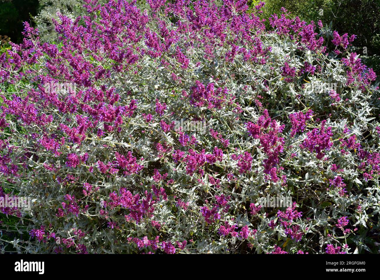 Salvia canariensis hi-res stock photography and images - Alamy