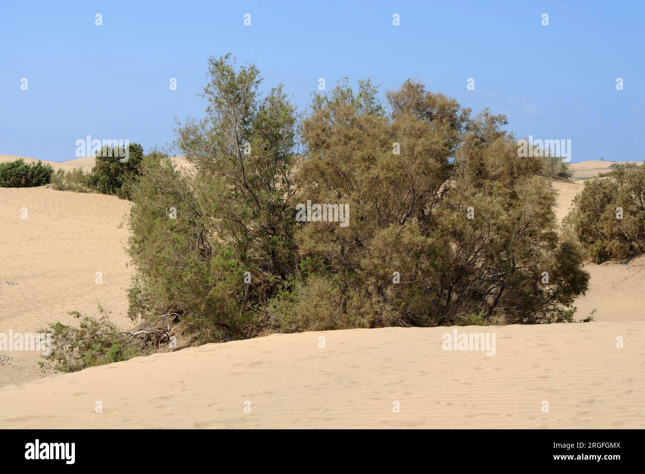 Plant native to north western africa hi-res stock photography and ...