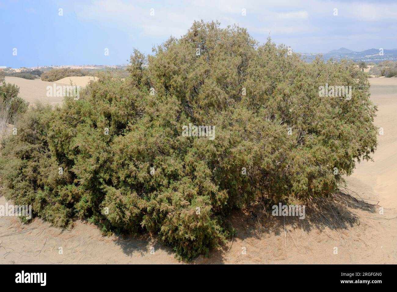 Tamarix canariensis hi-res stock photography and images - Alamy