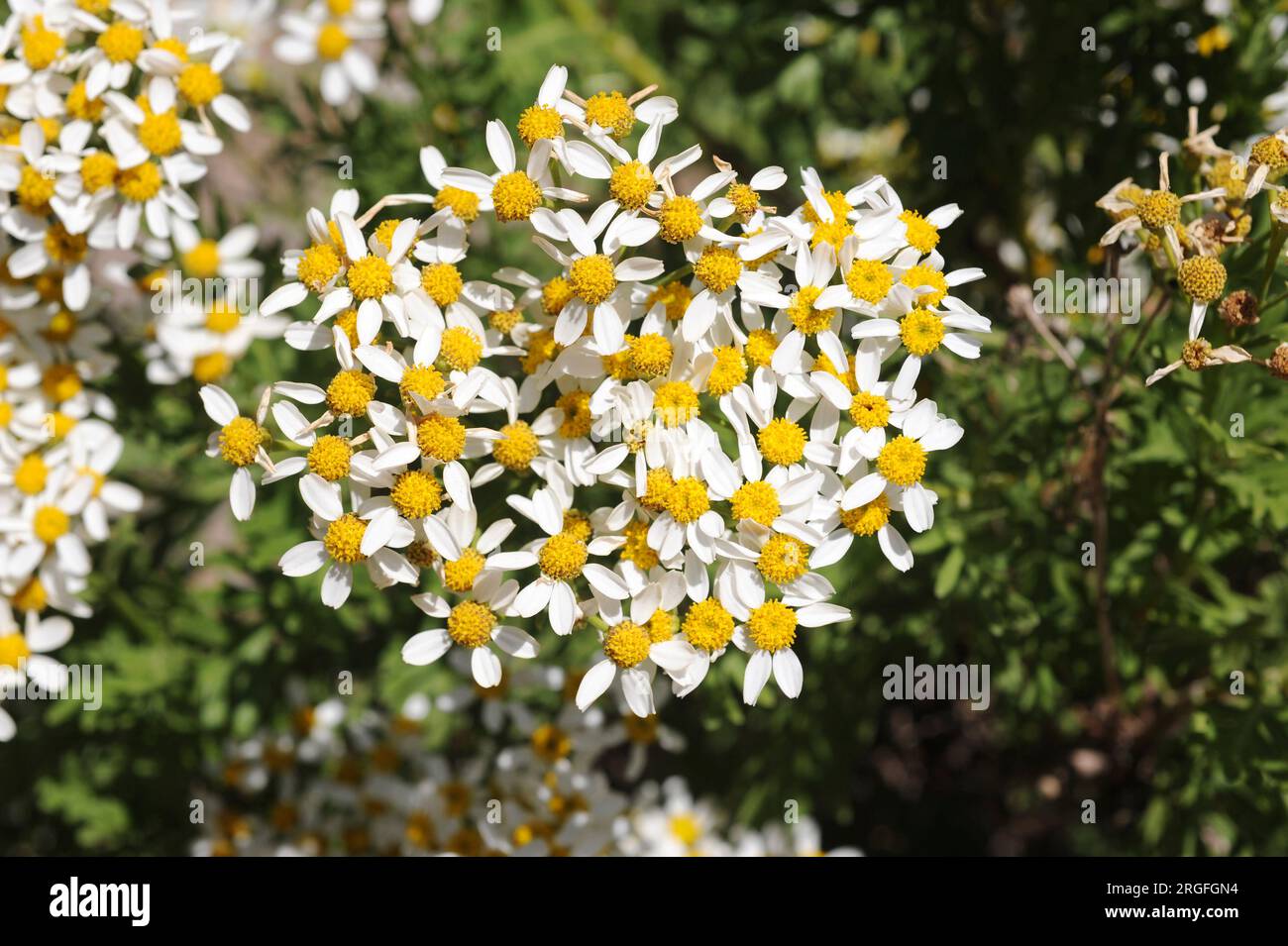 Magarza or margarita pegajosa (Tanacetum ferulaceum or Gonospermum ferulaceum) is a shrub ...