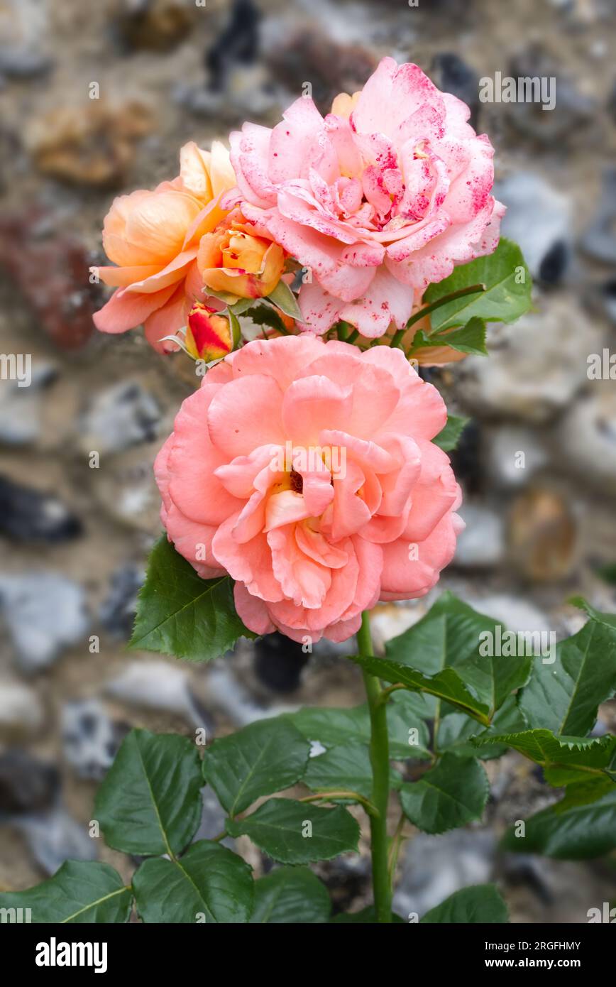 Three pink roses with a stone background Stock Photo - Alamy