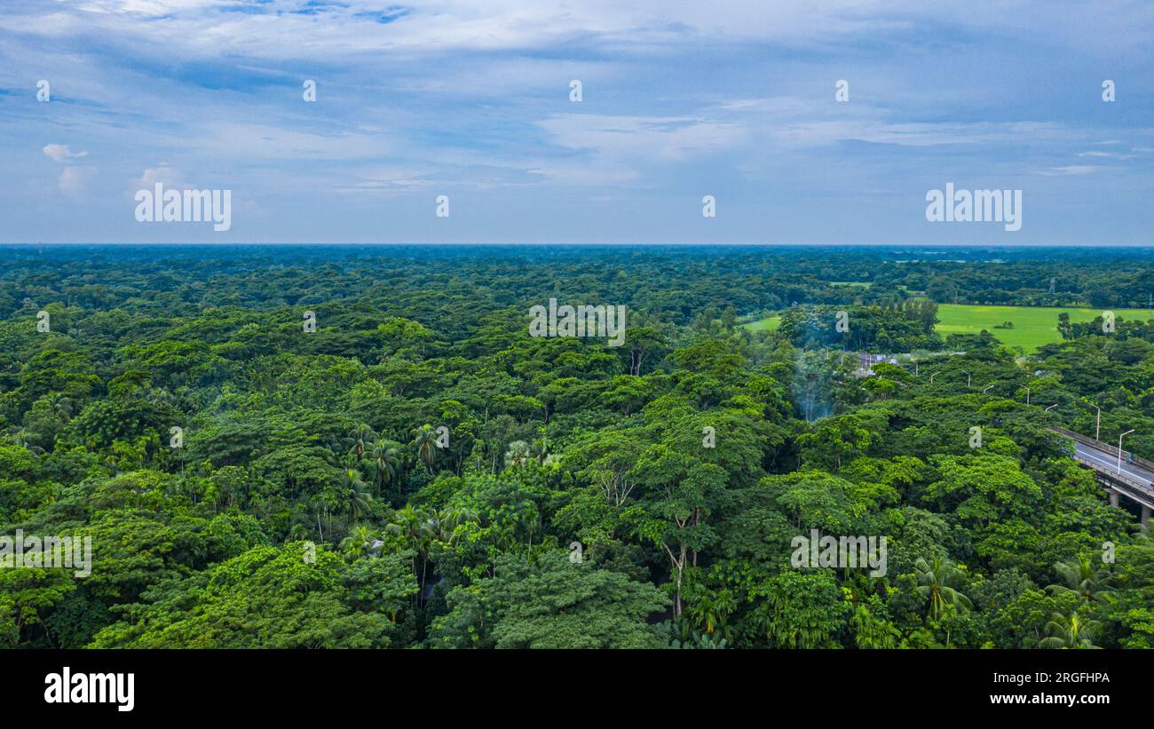 Green plantation surroundings of the rural houses of Jhalakathi ...