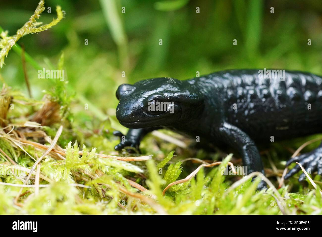 Natural closeup on the charcoal black Alpine salamander, Salamandra ...