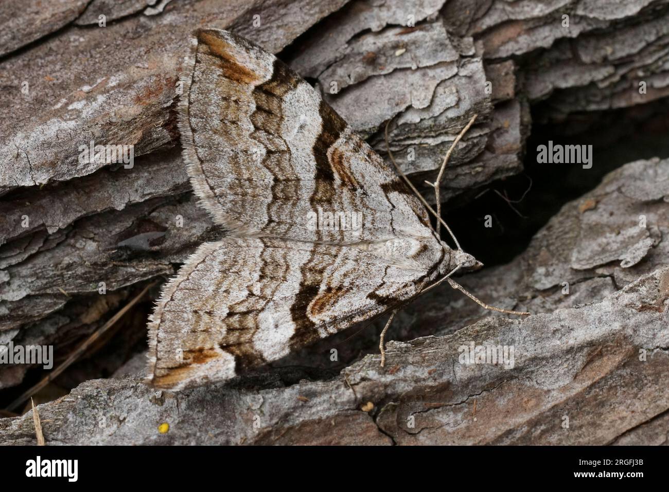Detailed closeup on the Purple treble-bar owlet moth, Aplocera ...