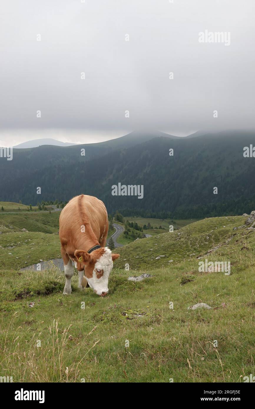 Natural wide-angle closeup on a typical Austrian alpine landscape of ...