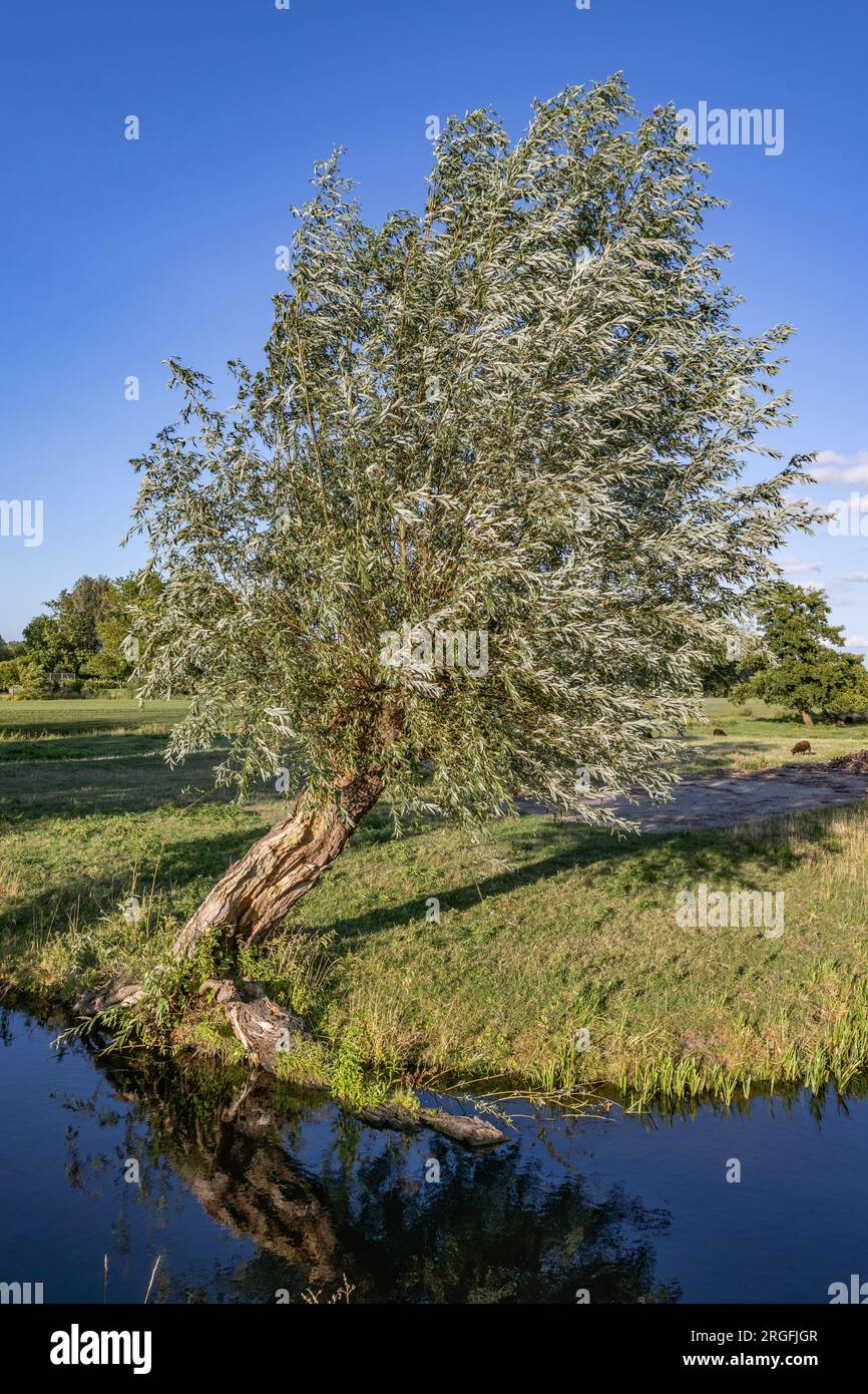 Eucalyptus tree roots hi-res stock photography and images - Alamy