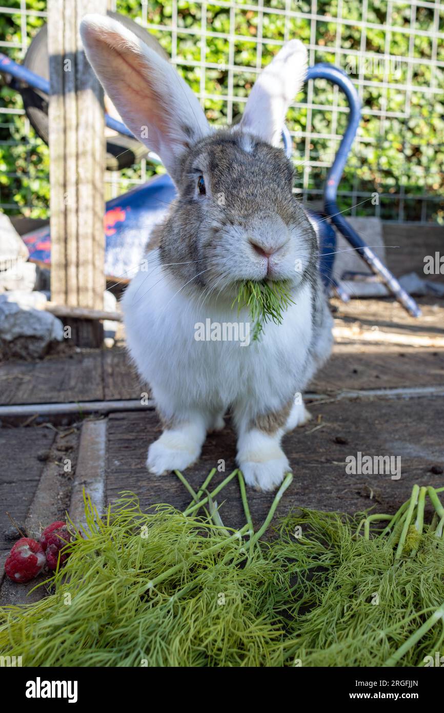 little rabbit eats greens in the shed Stock Photo - Alamy