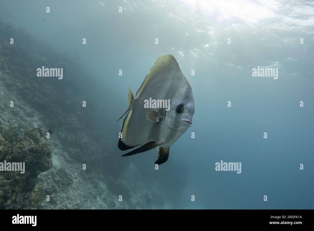 Golden spadefish (Platax boersii) in the sea underwater Stock Photo - Alamy
