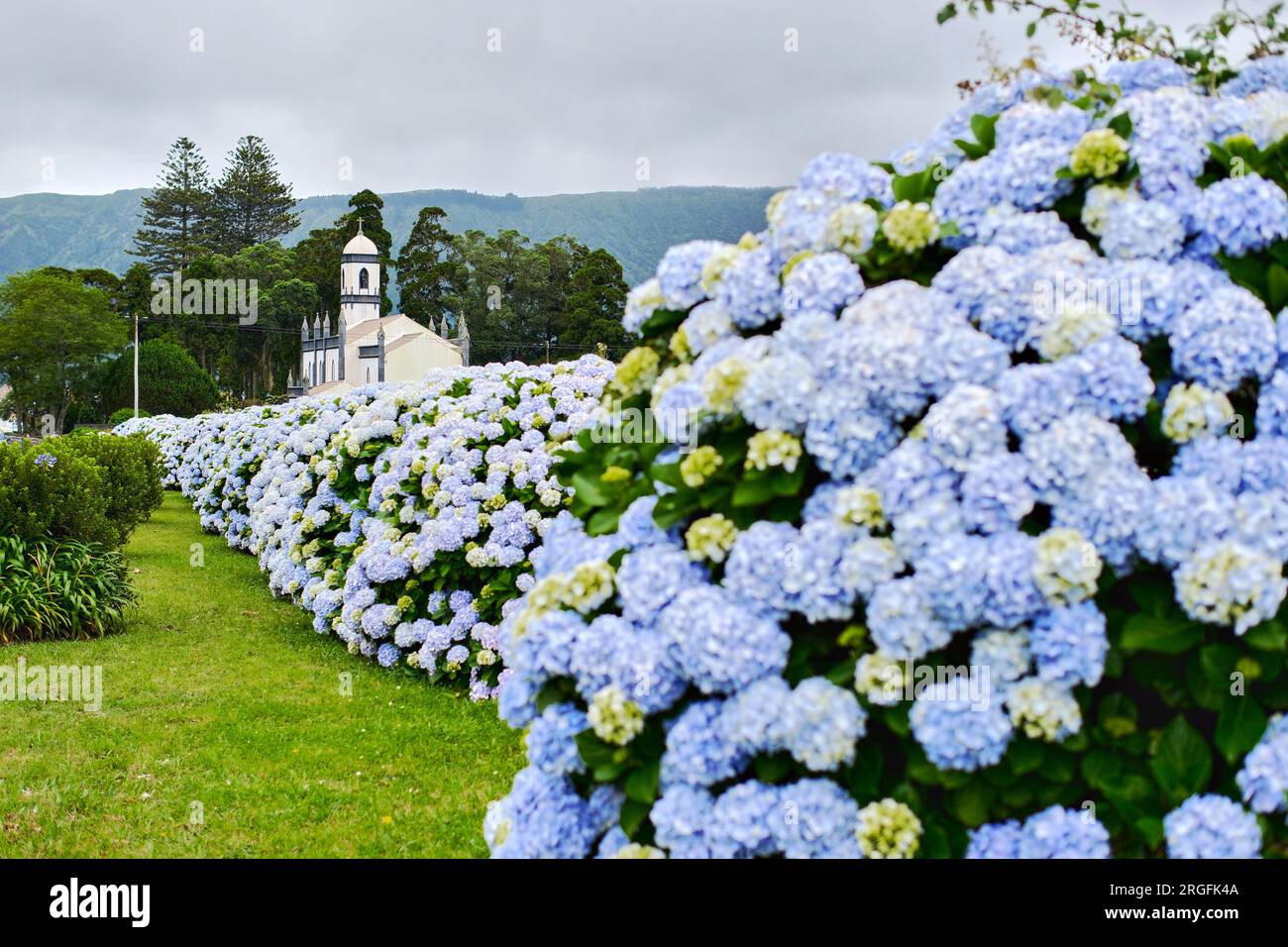 Hydrangea sao miguel azores portugal hi-res stock photography and ...