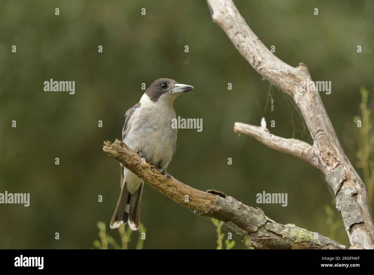 Adult butcherbird hi-res stock photography and images - Alamy