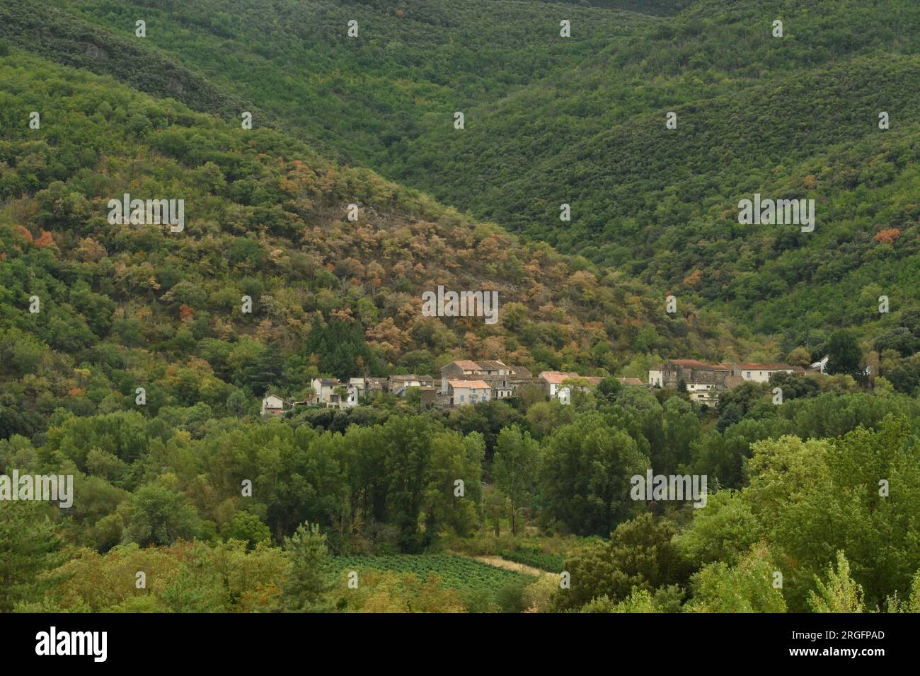 Oak forest suffering from Heat stress due to extreme drought and heat ...