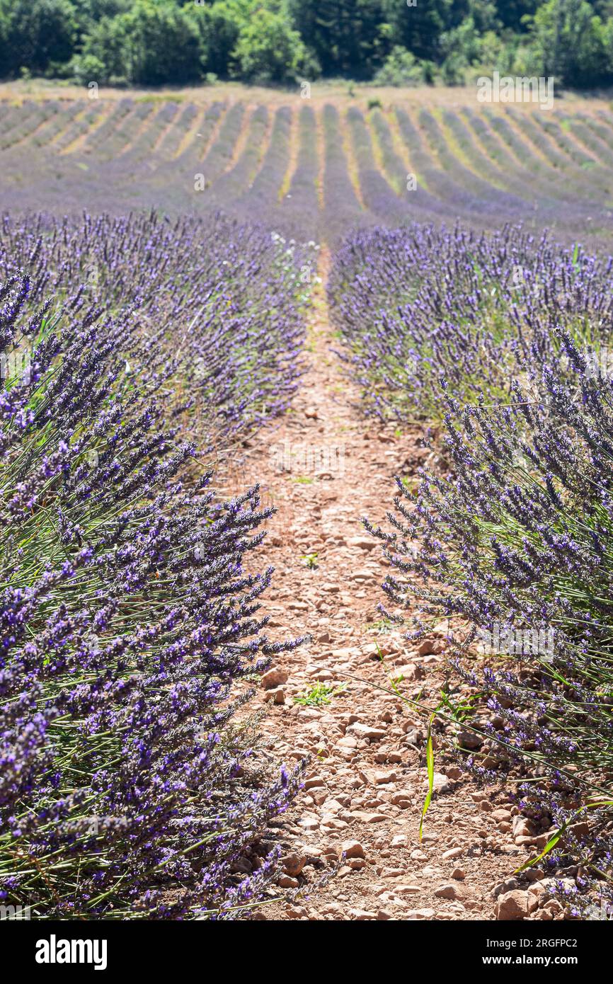 Lavender in spring provence hi-res stock photography and images - Alamy