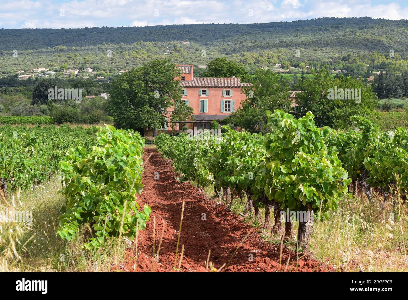Lavender fields in Provence, France Stock Photo - Alamy
