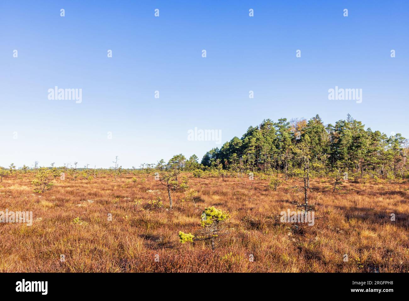 Peatbog landscape hi-res stock photography and images - Alamy