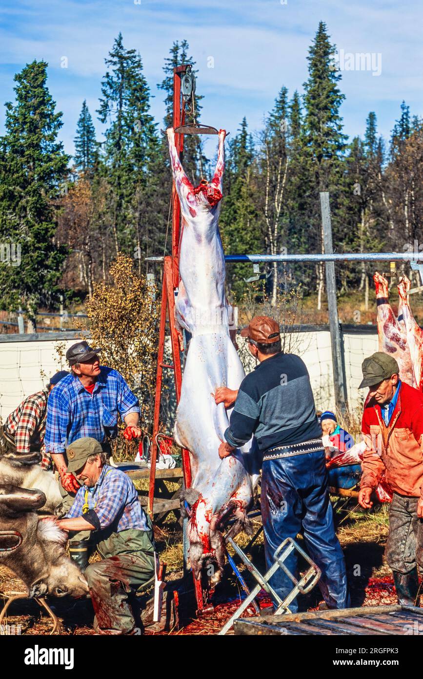 Skinning caribou hi-res stock photography and images - Alamy