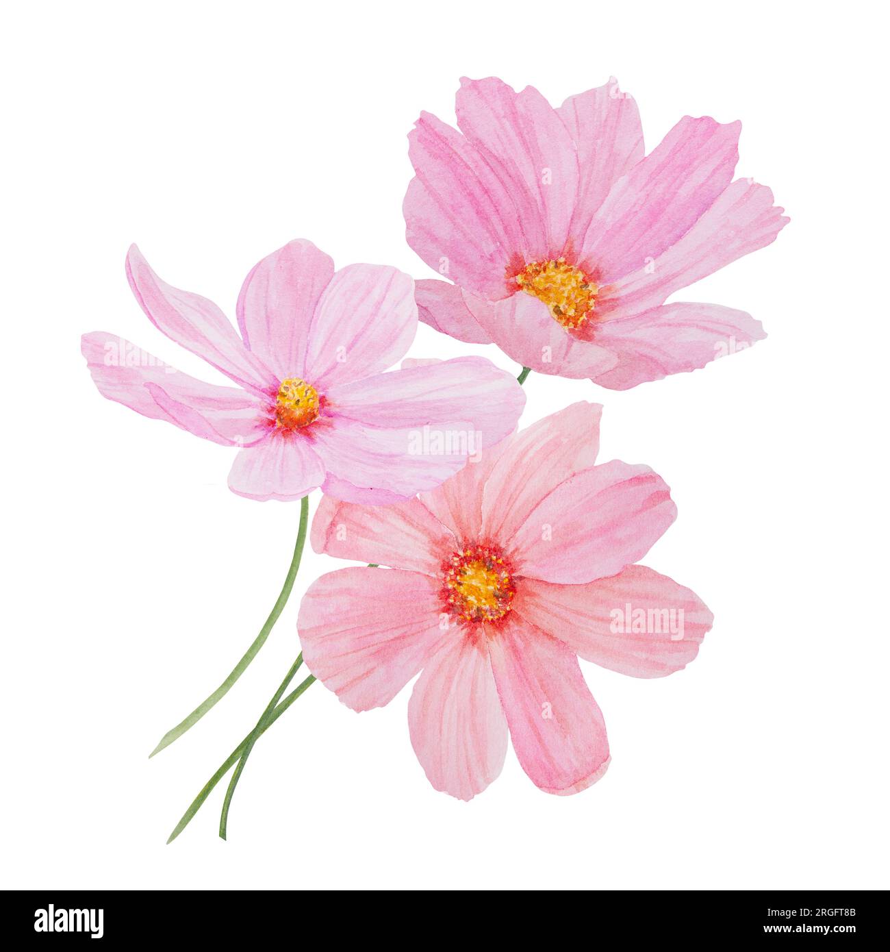 Pink Cosmos watercolor illustration. Hand drawn botanical painting ...