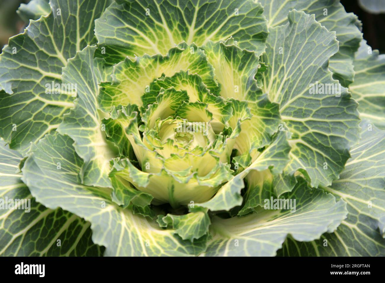 cabbage profile map, close up of pictures Stock Photo - Alamy