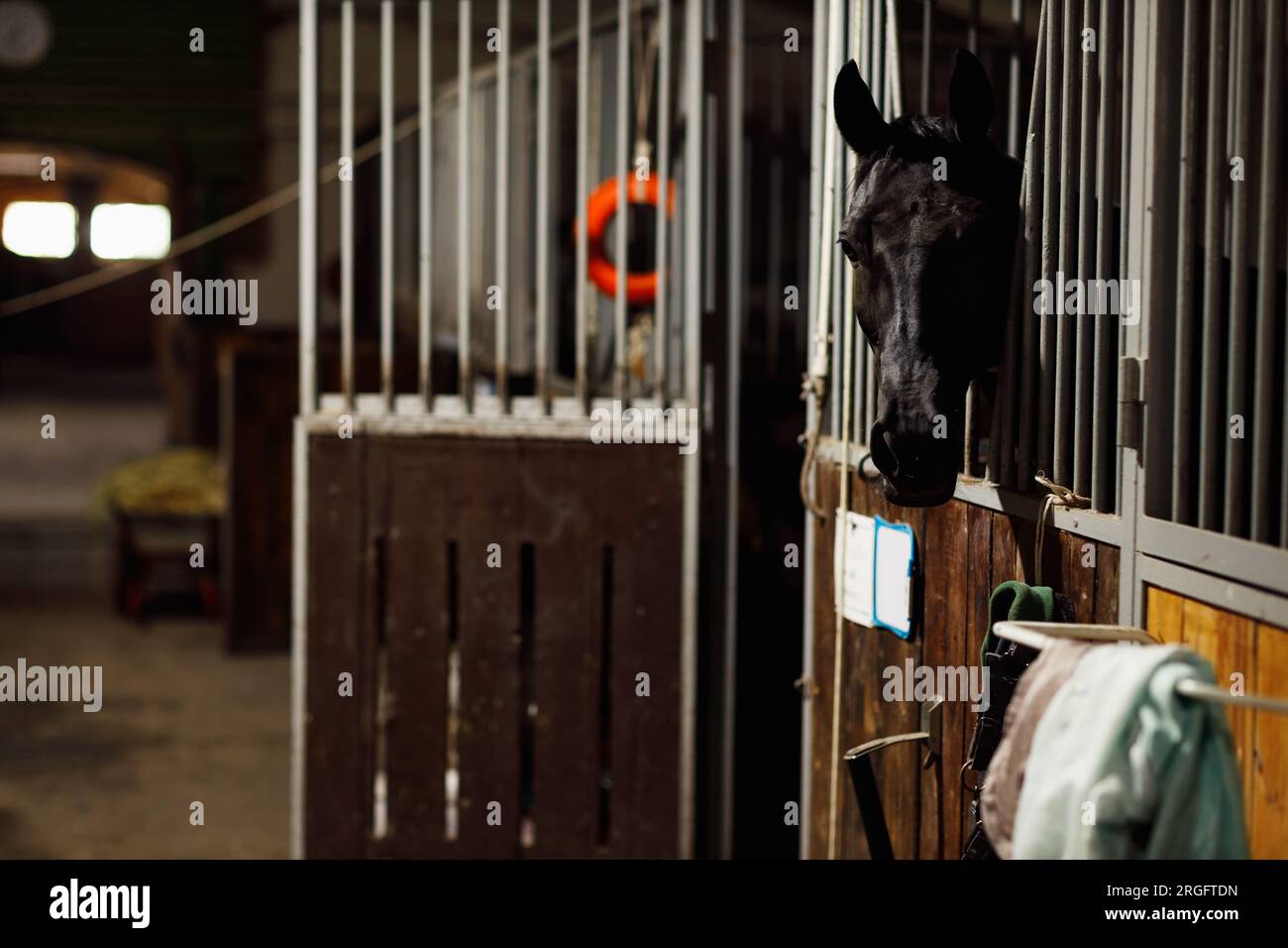 Horse looking over gate hi-res stock photography and images - Alamy