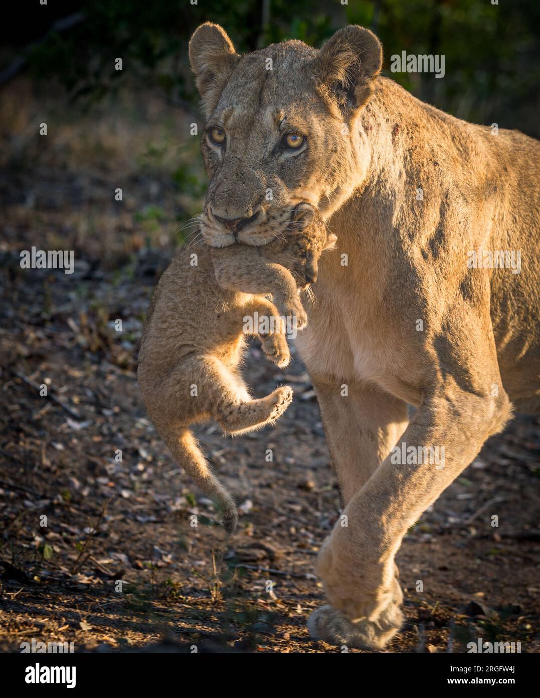 THE GREATER KRUGER NATIONAL PARK, SOUTH AFRICA. ADORABLE IMAGES show a ...