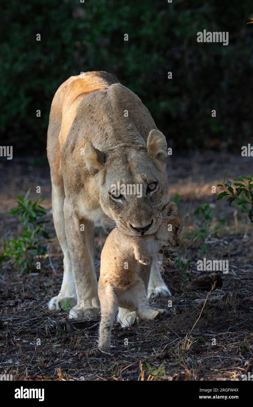 THE GREATER KRUGER NATIONAL PARK, SOUTH AFRICA. ADORABLE IMAGES show a ...