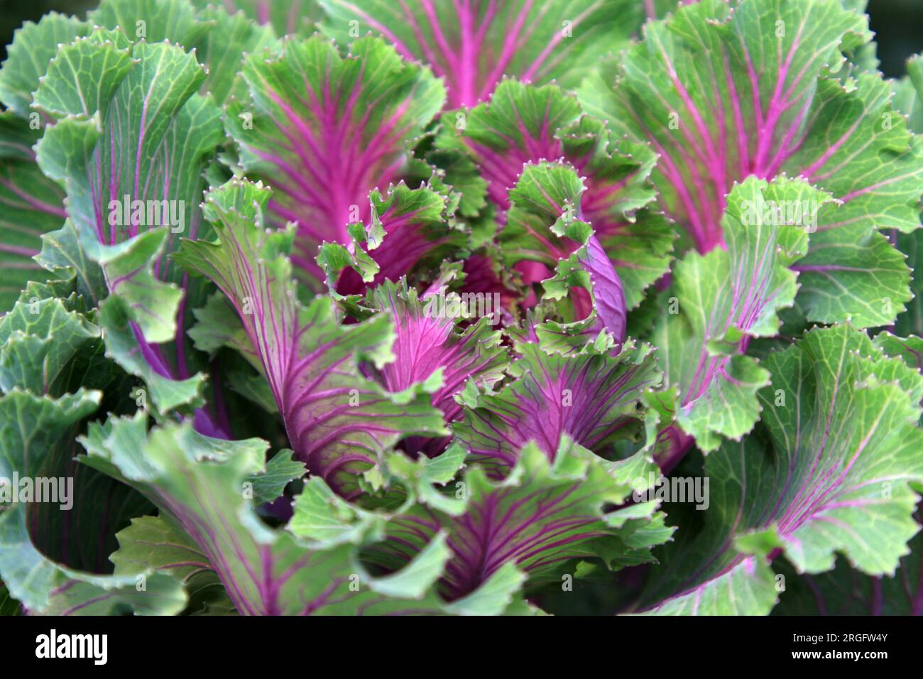 cabbage profile map, close up of pictures Stock Photo - Alamy