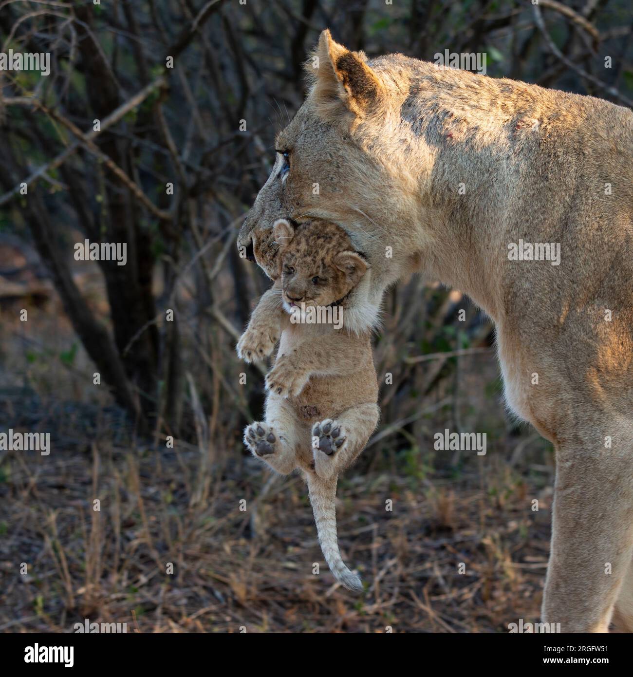 THE GREATER KRUGER NATIONAL PARK, SOUTH AFRICA. ADORABLE IMAGES show a ...