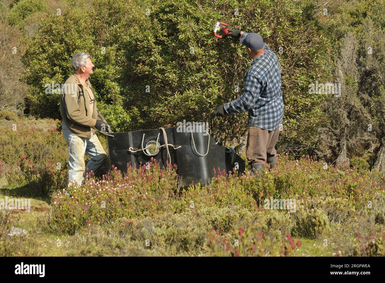 Mountain Pepper Tasmannia lanceolata Foliage being collected, then ...