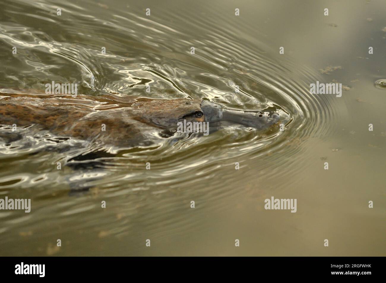 Platypus spur hi-res stock photography and images - Alamy