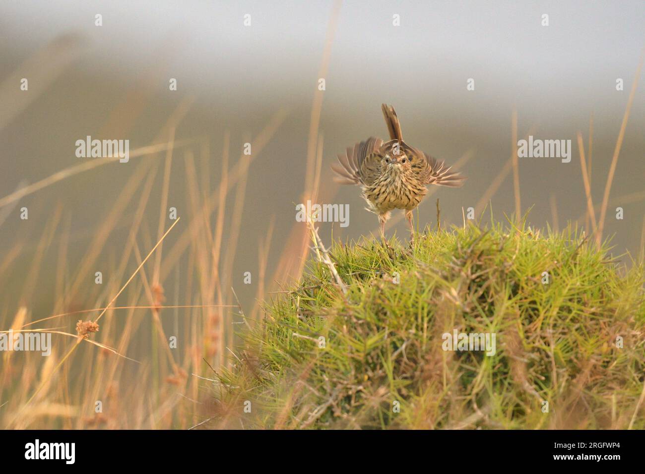Narawntapu national park hi-res stock photography and images - Alamy