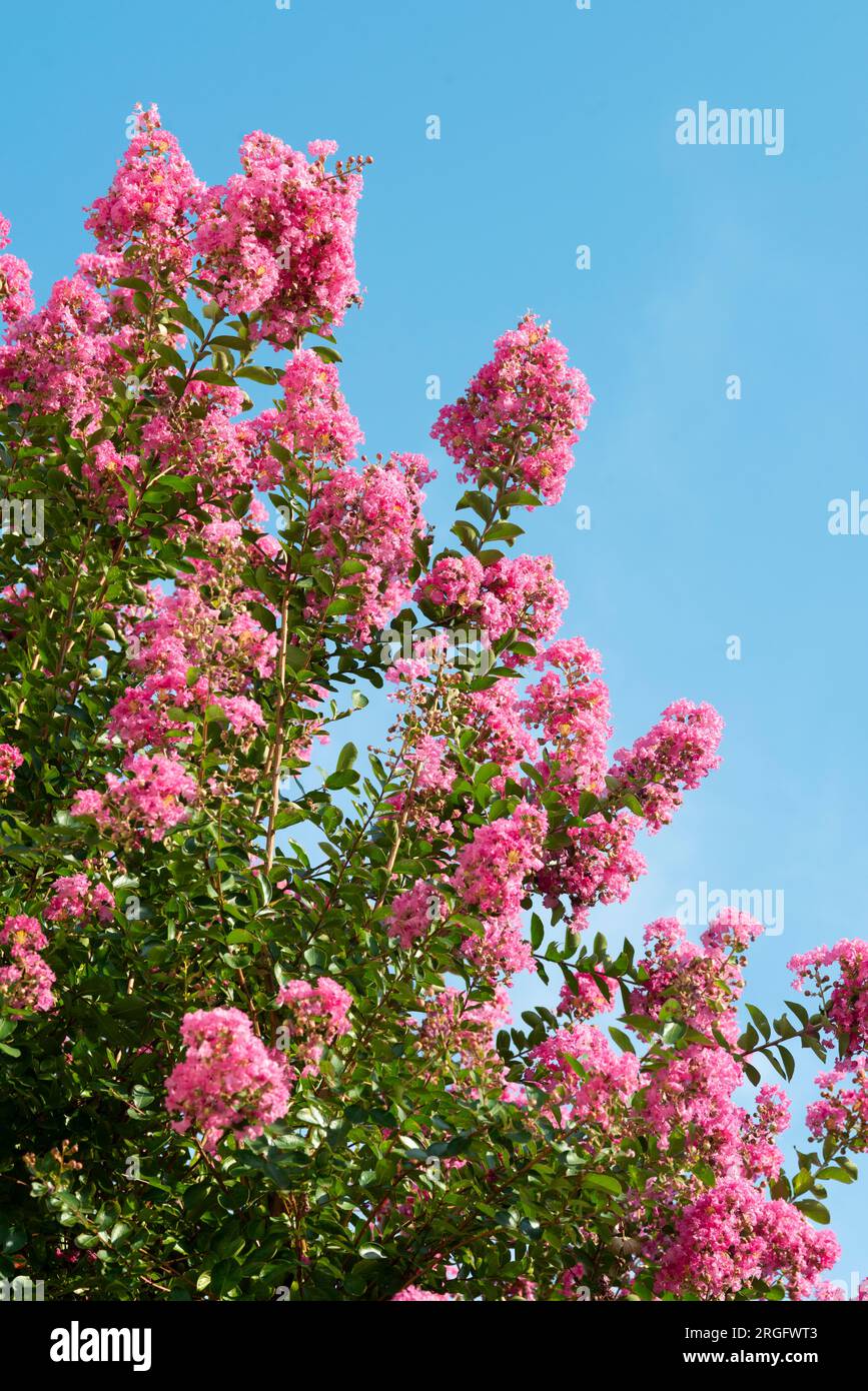 Lagerstroemia indica rosea hi-res stock photography and images - Alamy