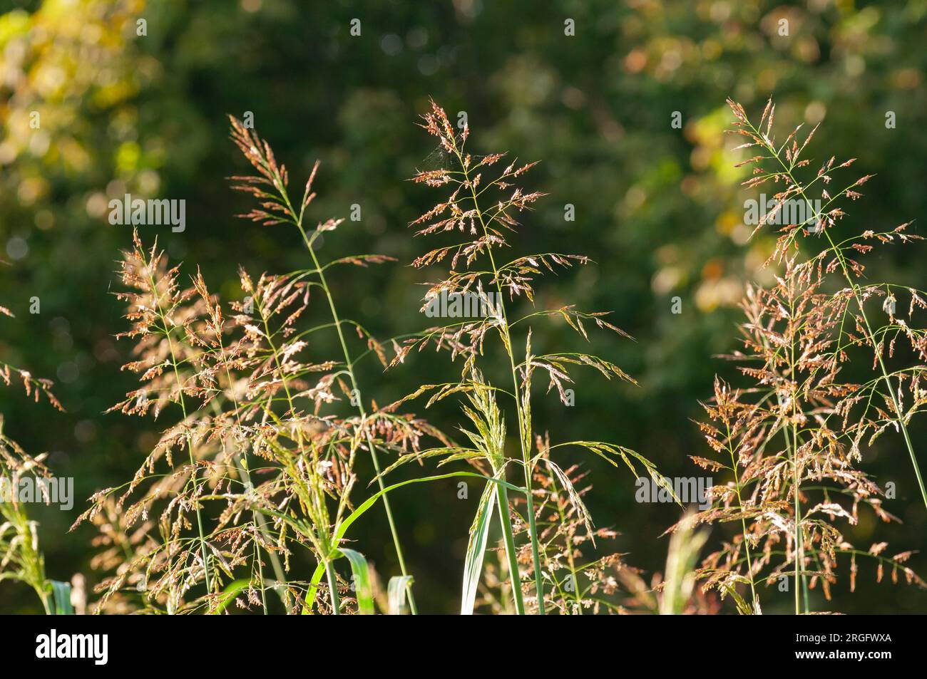 Johnson grass hi-res stock photography and images - Alamy