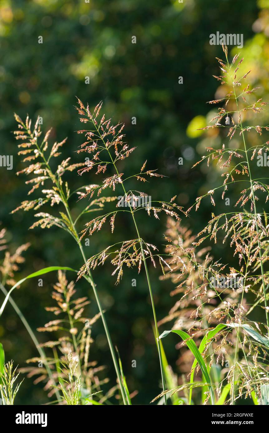 Johnson grass hi-res stock photography and images - Alamy