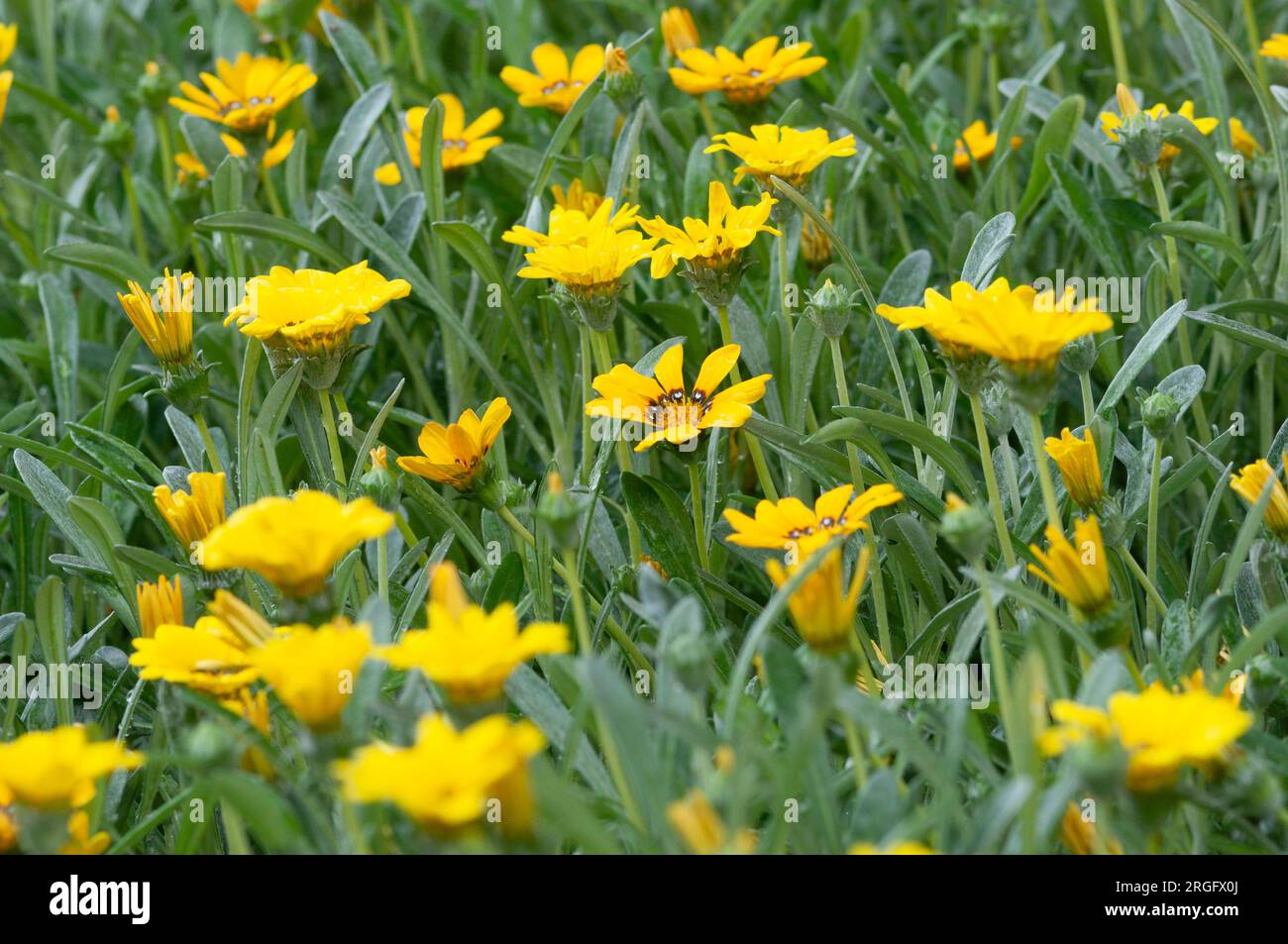 Botanical treasure hi-res stock photography and images - Alamy