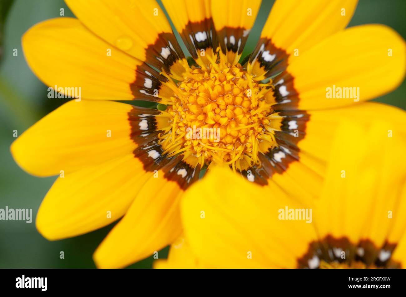 Gazania flowers close up hi-res stock photography and images - Alamy