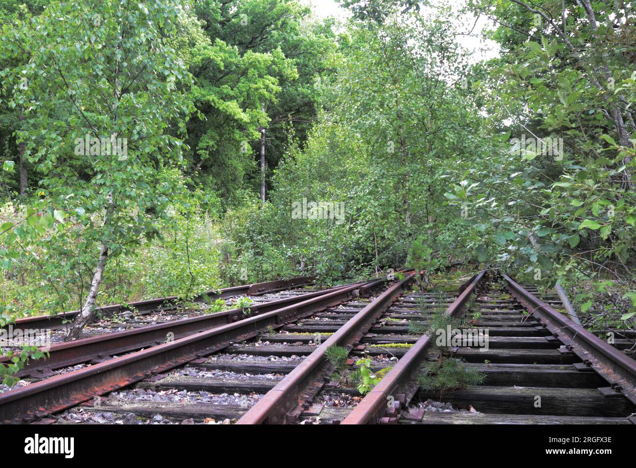 Overgrown railway hi-res stock photography and images - Alamy