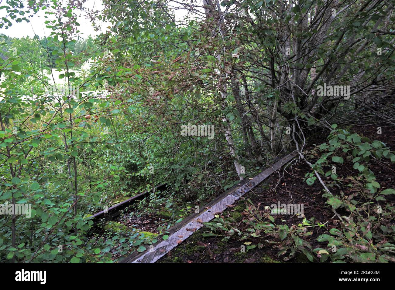 Overgrown Train Platform Stock Photo - Alamy