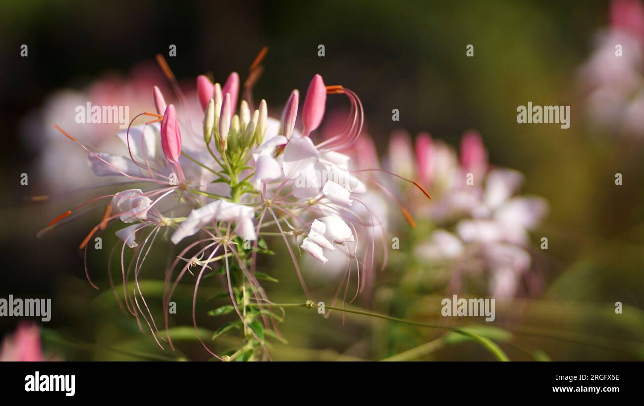 Spider rose flower hi-res stock photography and images - Alamy