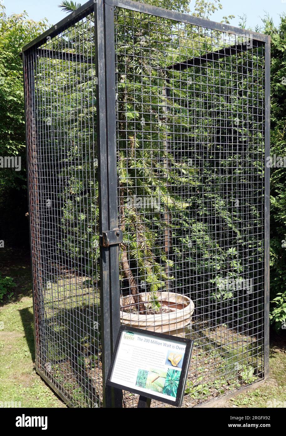 Wallemia nobilis pine tree in Kingsbrae Gardens, New Brunswick Stock ...