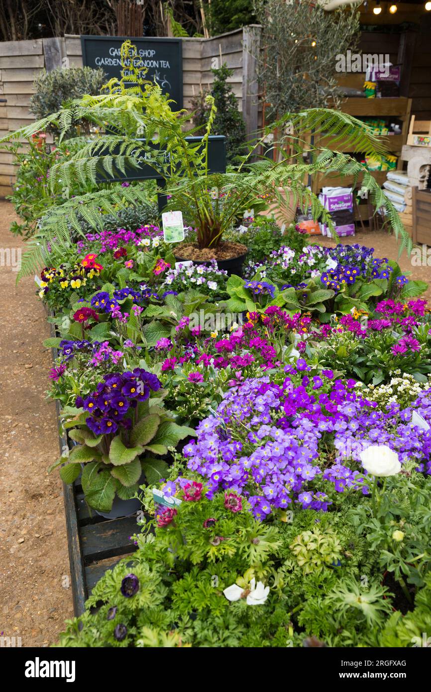 Display shelf of herbaceous perennial bedding plants for planting, for ...