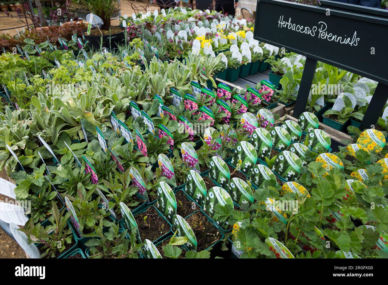 Display shelf of herbaceous perennial bedding plants for planting, for ...