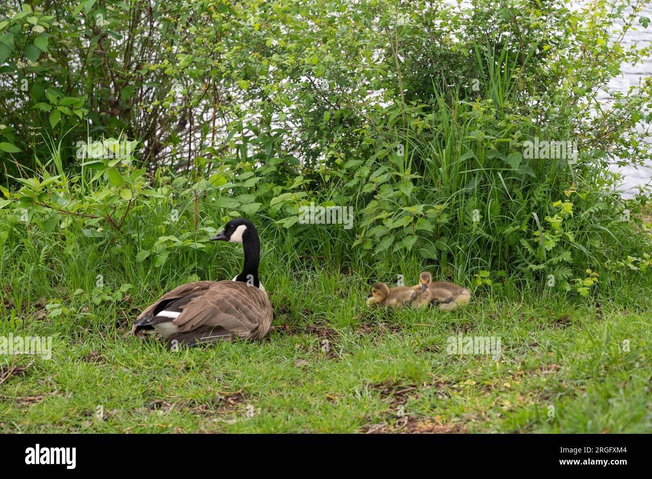 Canada geese ( Branta canadensis ) chicks with a goose in the green ...