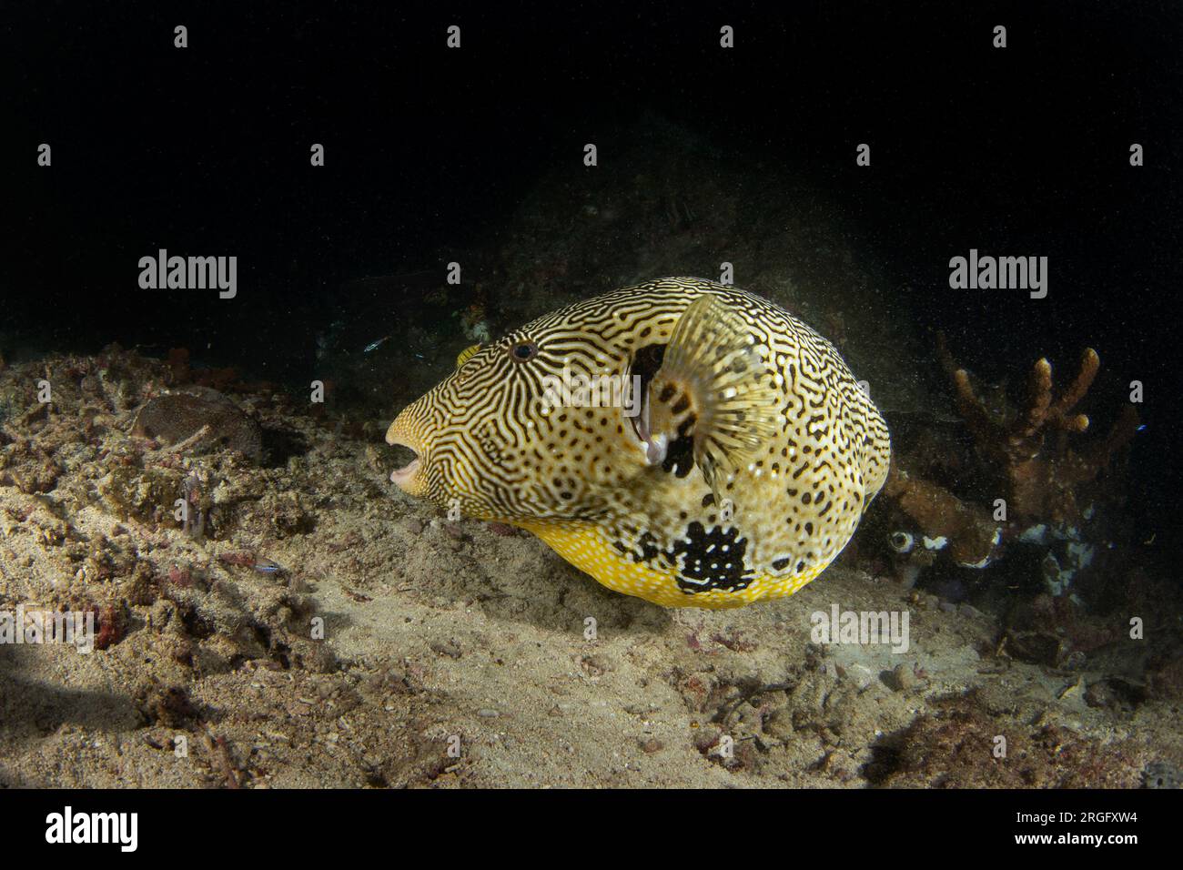Map puffer on the seabed in Raja Ampat. Scribbled puffer fish during ...
