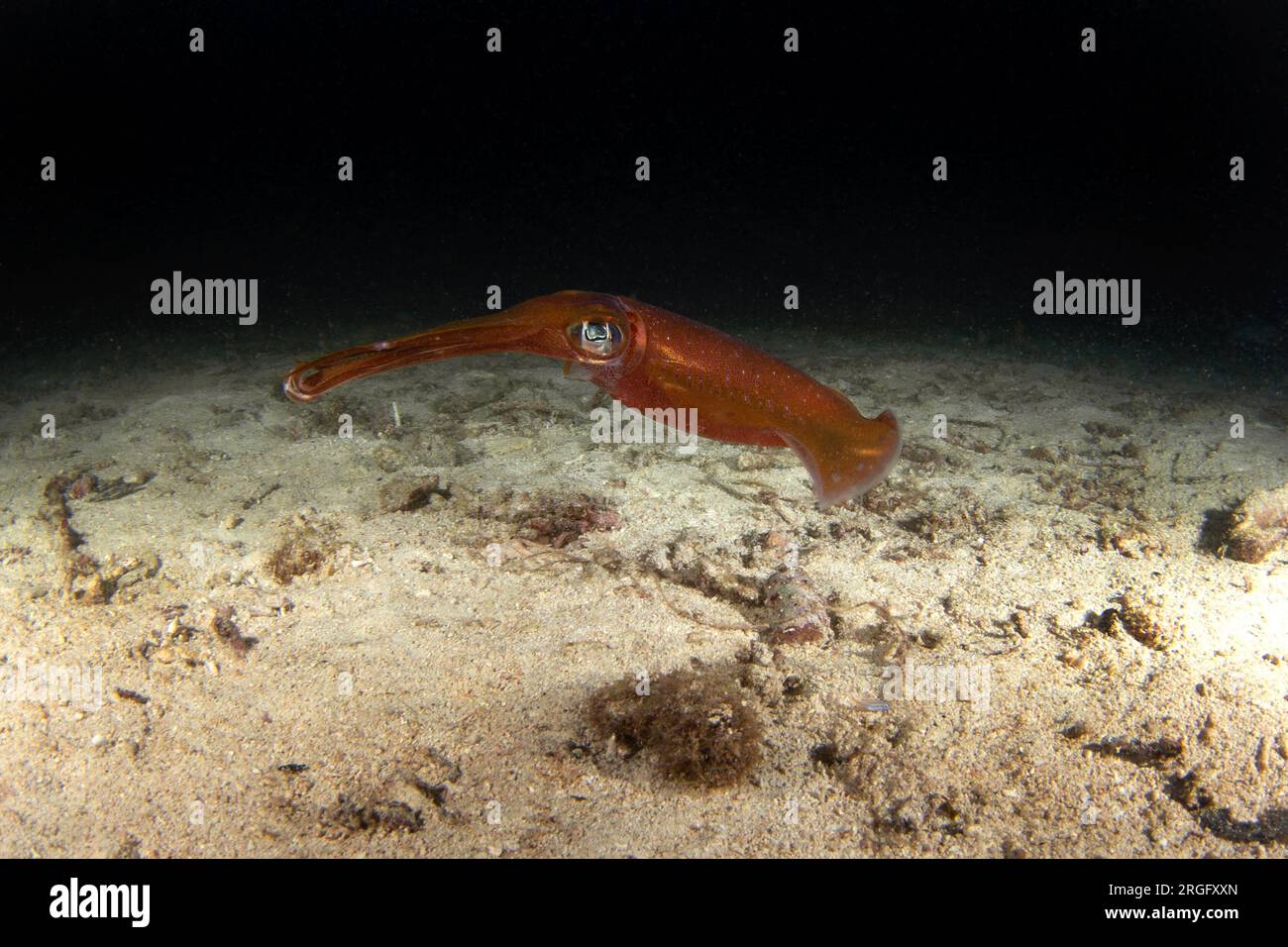 Bigfin reef squid on the seabed in Raja Ampat. Sepioteuthis lessoniana ...