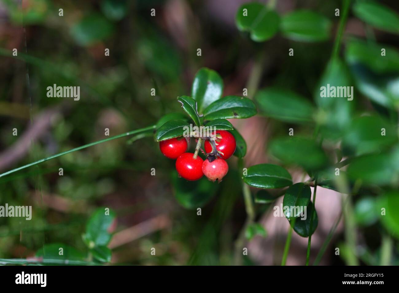Preiselbeeren hi-res stock photography and images - Alamy