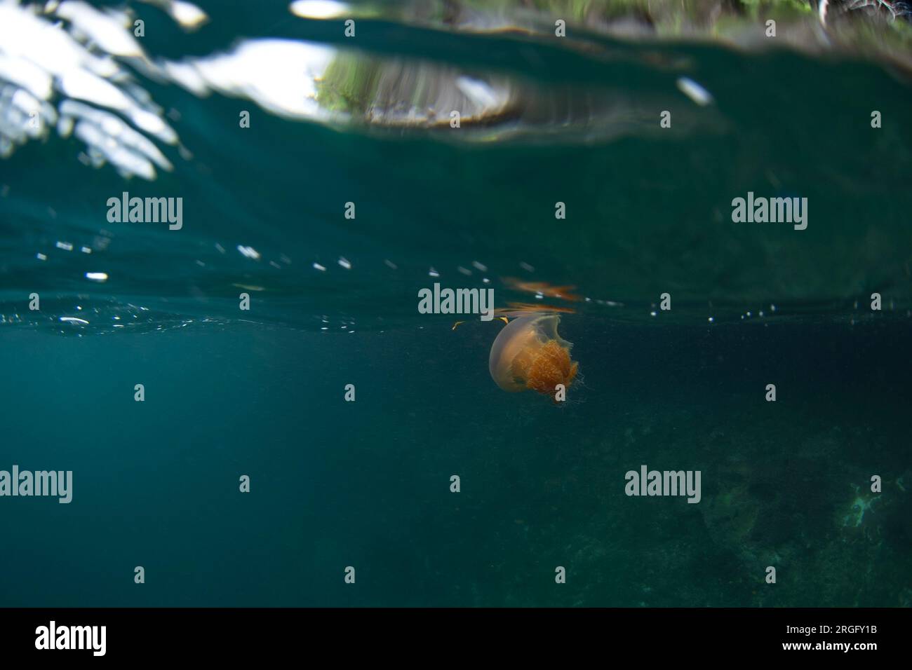 Nemopilema nomurai near the sea level in Raja Ampat. Stomolophus nomurai during dive in ...