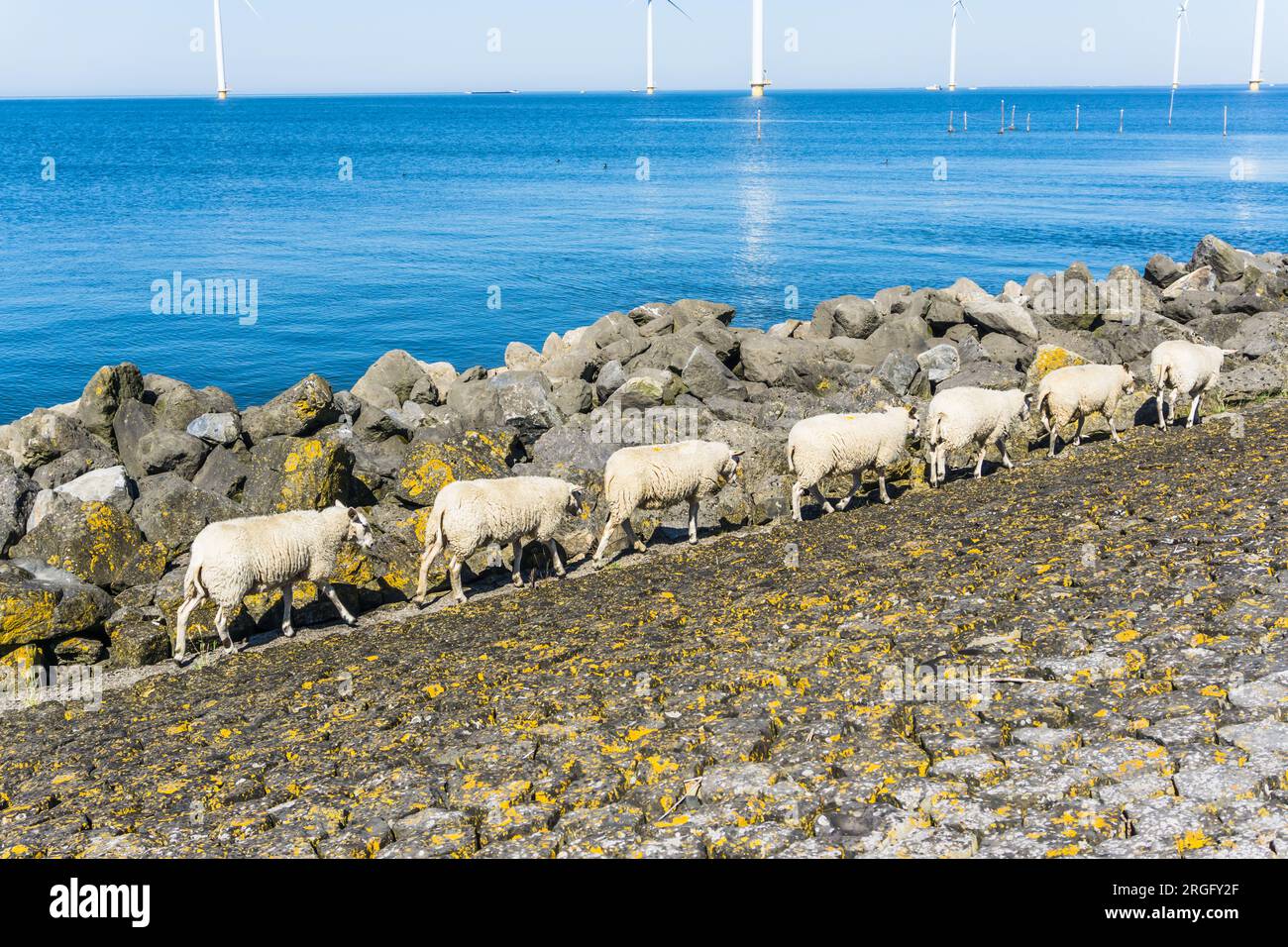 North sea water grazing sheep hi-res stock photography and images - Alamy