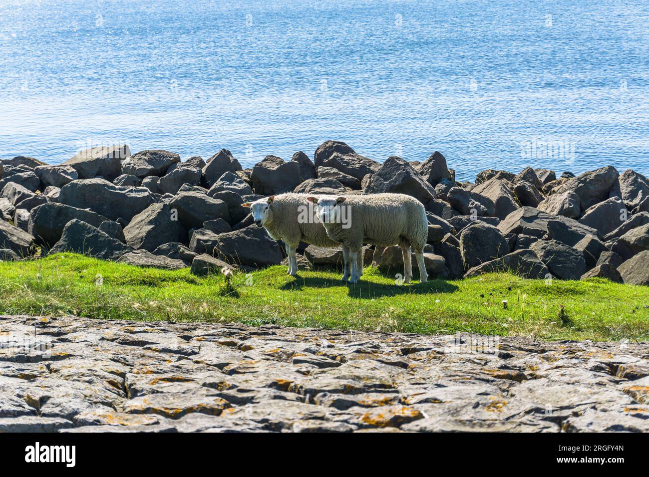 North sea water grazing sheep hi-res stock photography and images - Alamy