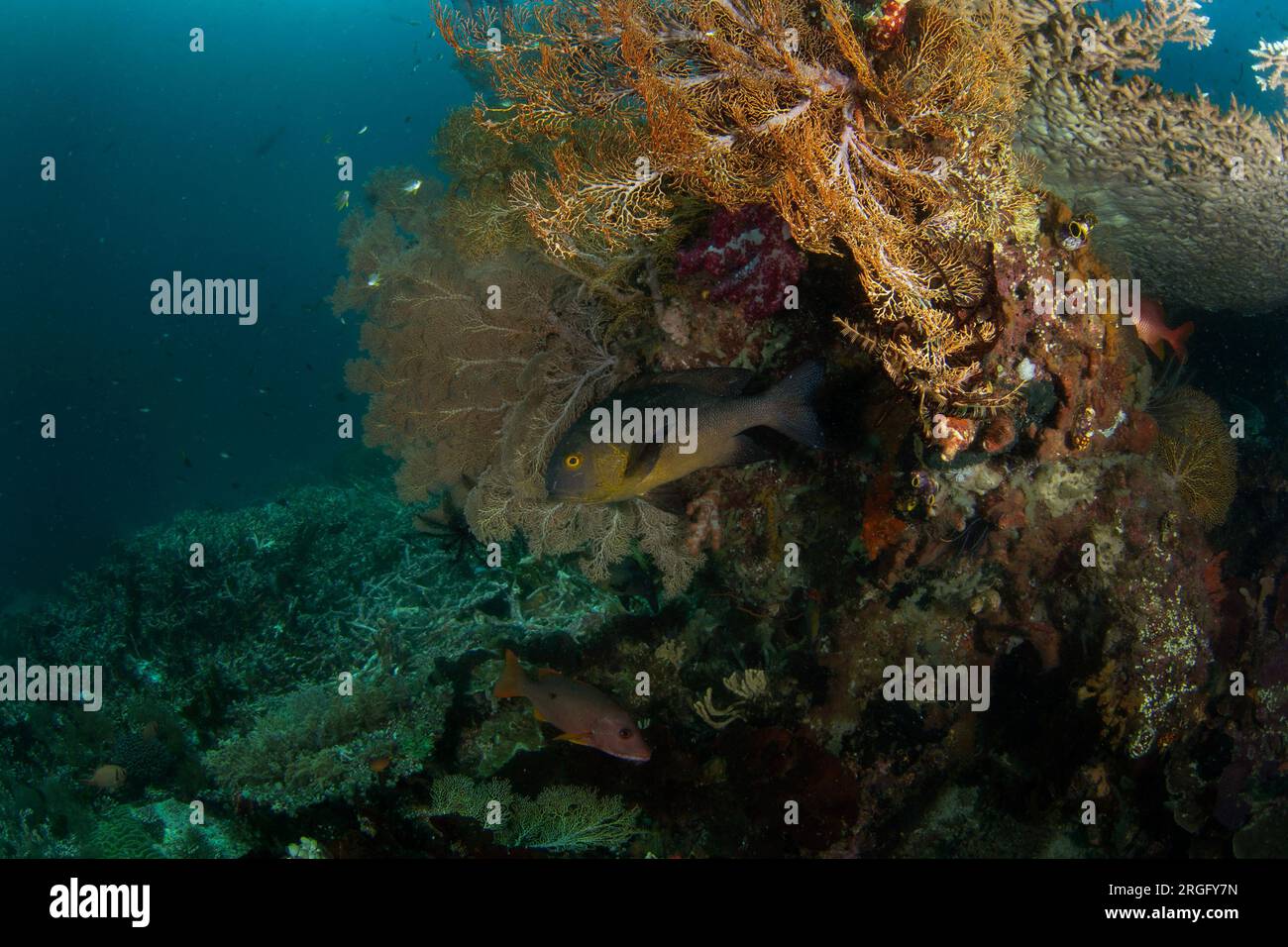 Giant sweet lips on the seabed in Raja Ampat. Plectorhinchus ...